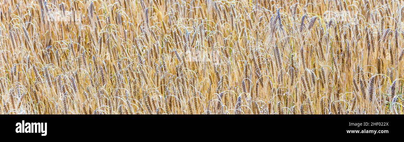 pattern of ripe corn in corn field in detail - health symbol Stock ...