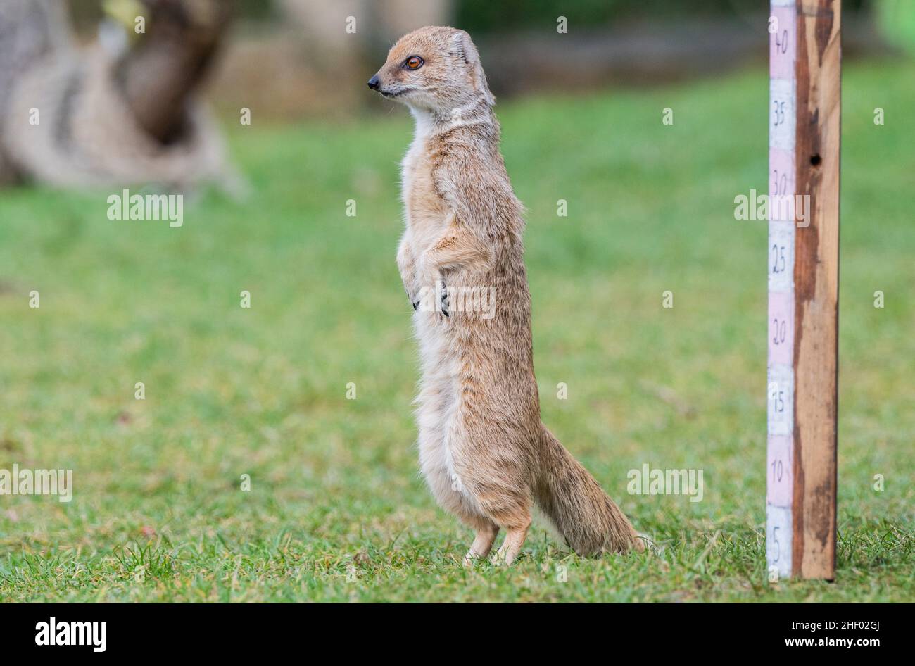 13 January 2022, Lower Saxony, Hanover: Fox mongoose Yvie (40 cm tall ...