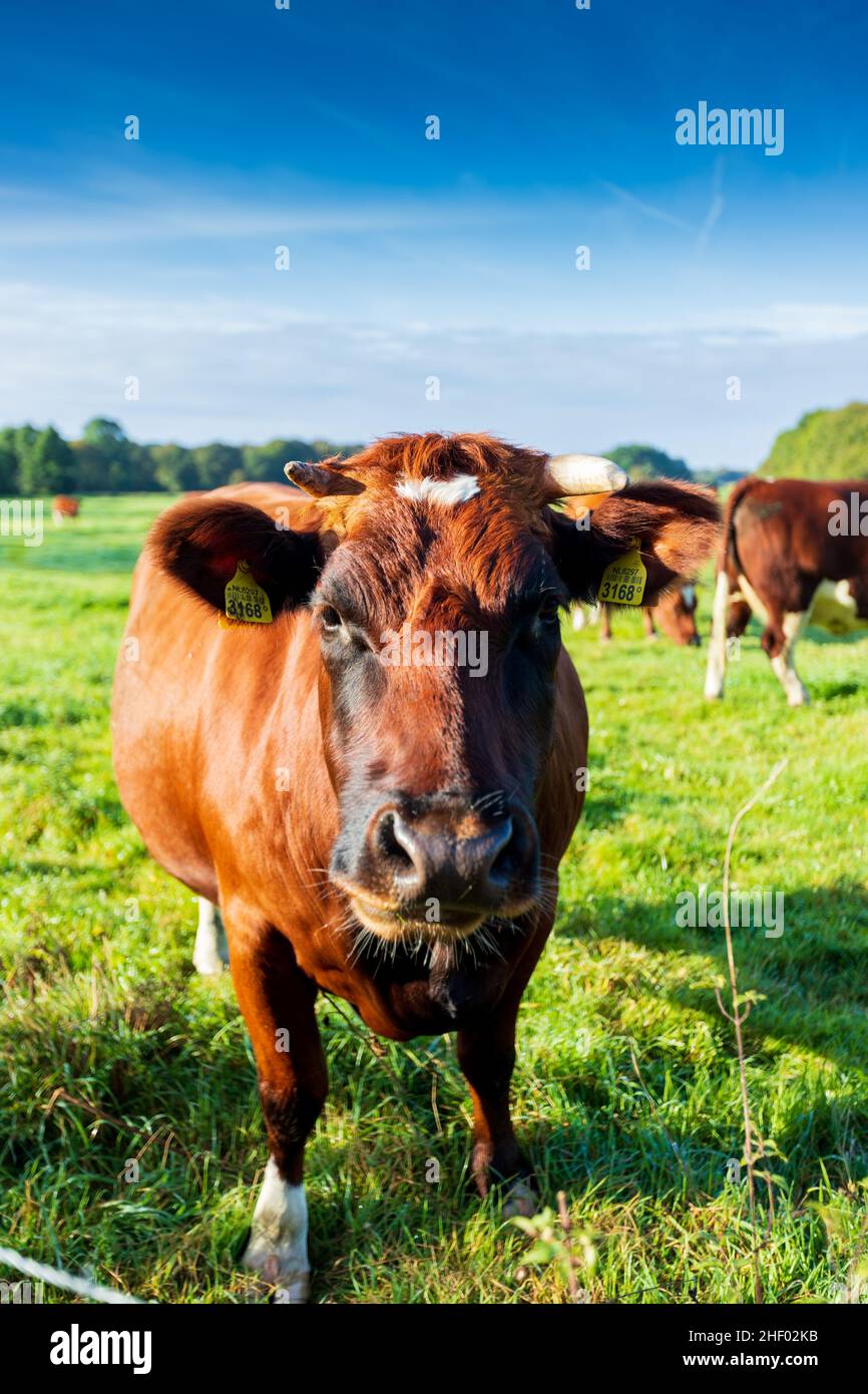 Dutch breed cow hi-res stock photography and images - Alamy