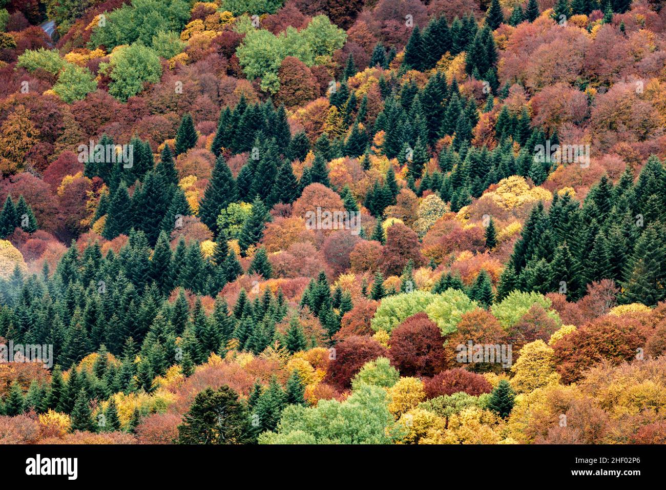 Colourful autumn trees in a forest Auvergne France Stock Photo - Alamy