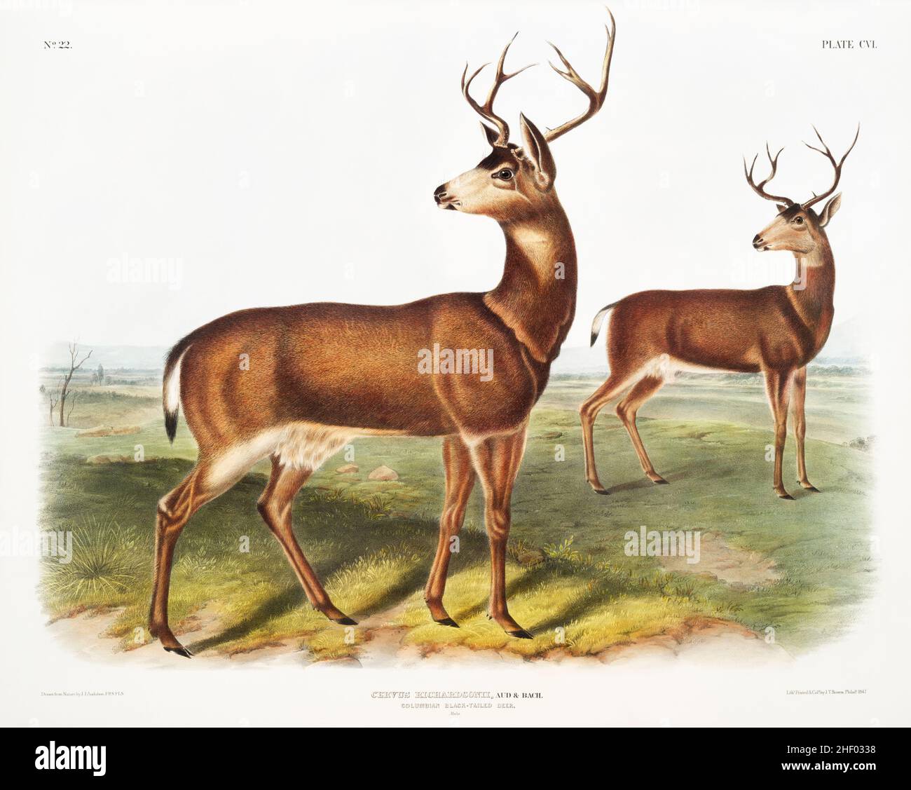 Vintage drawing of black tailed deer hi-res stock photography and ...