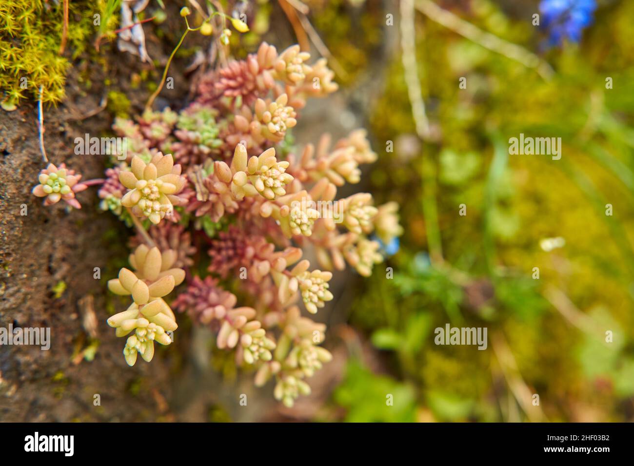 Stonecrop sedum anglicum rock hi-res stock photography and images - Alamy