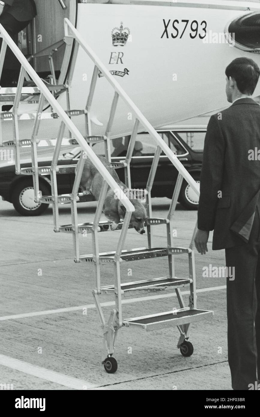 Queen's Corgis getting off plane at Heathrow Airport August 1984 Stock ...