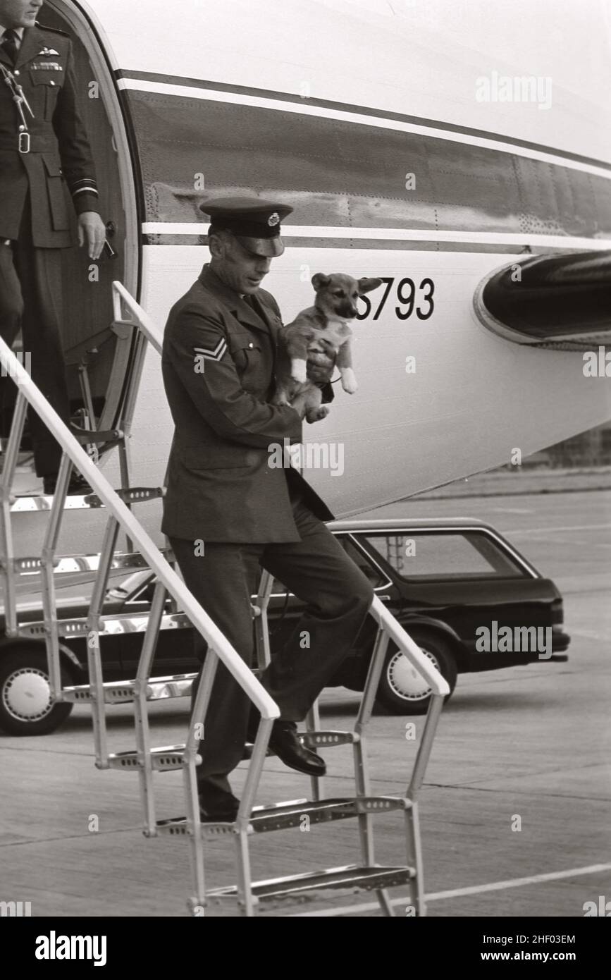 Queen's Corgis getting off Royal Flight at Heathrow Airport August 1984 ...