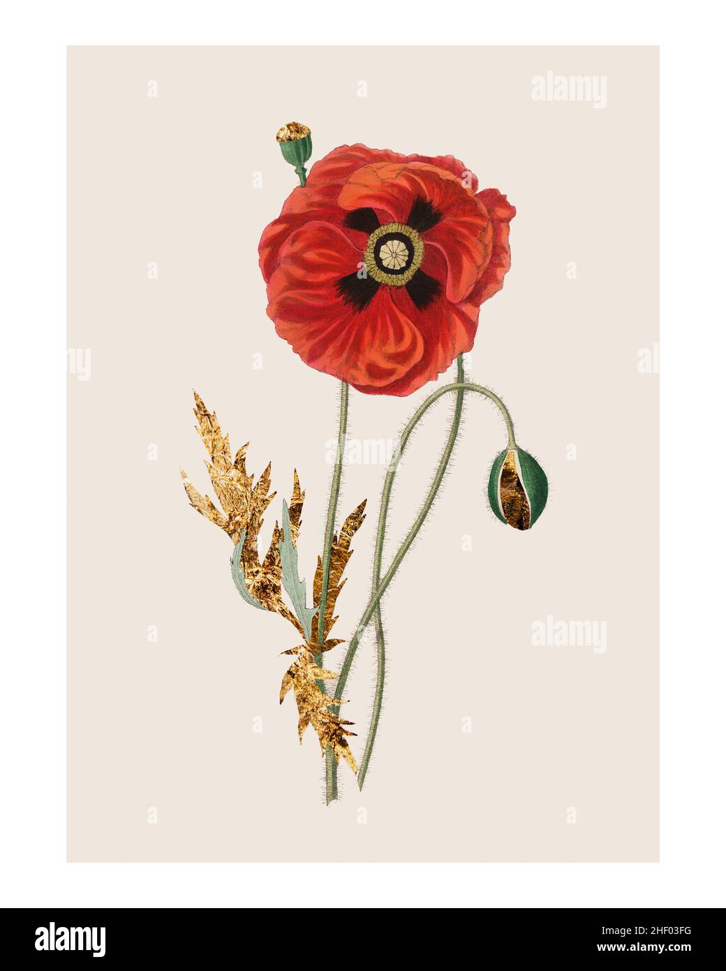 Vintage plants poster hi-res stock photography and images - Alamy