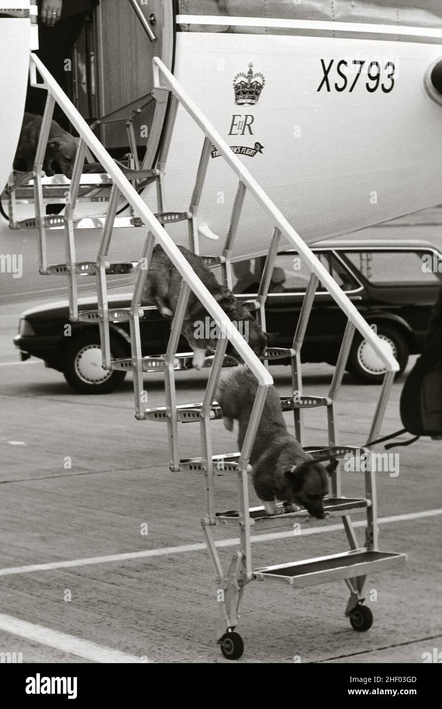 Queen's Corgis getting off Royal Flight at Heathrow Airport August 1984 ...
