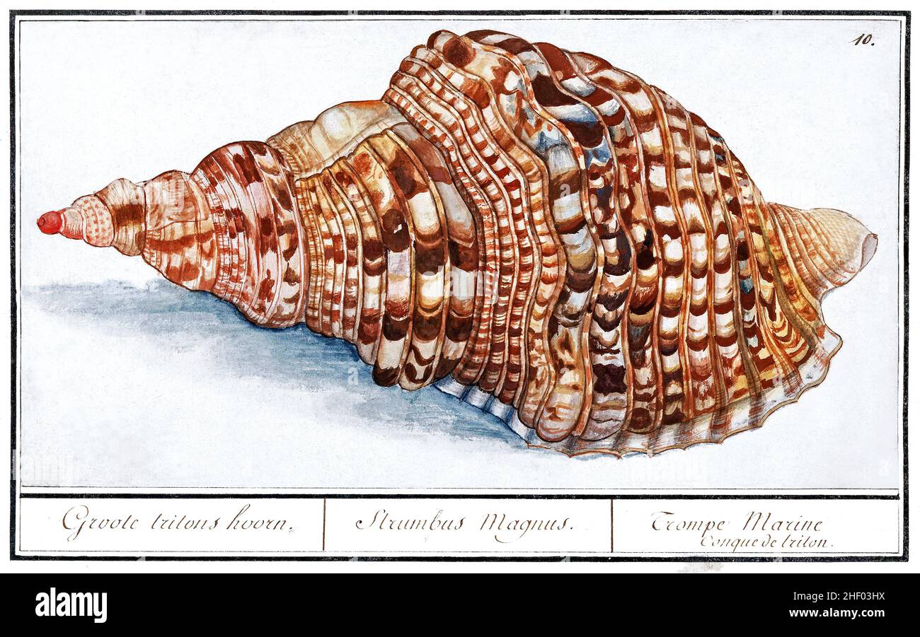 Giant triton snail hi-res stock photography and images - Alamy