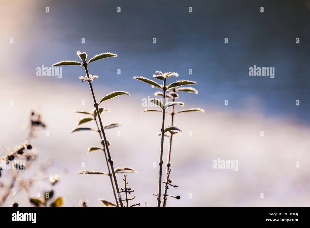 detail of frozen blue berry with ice Stock Photo - Alamy