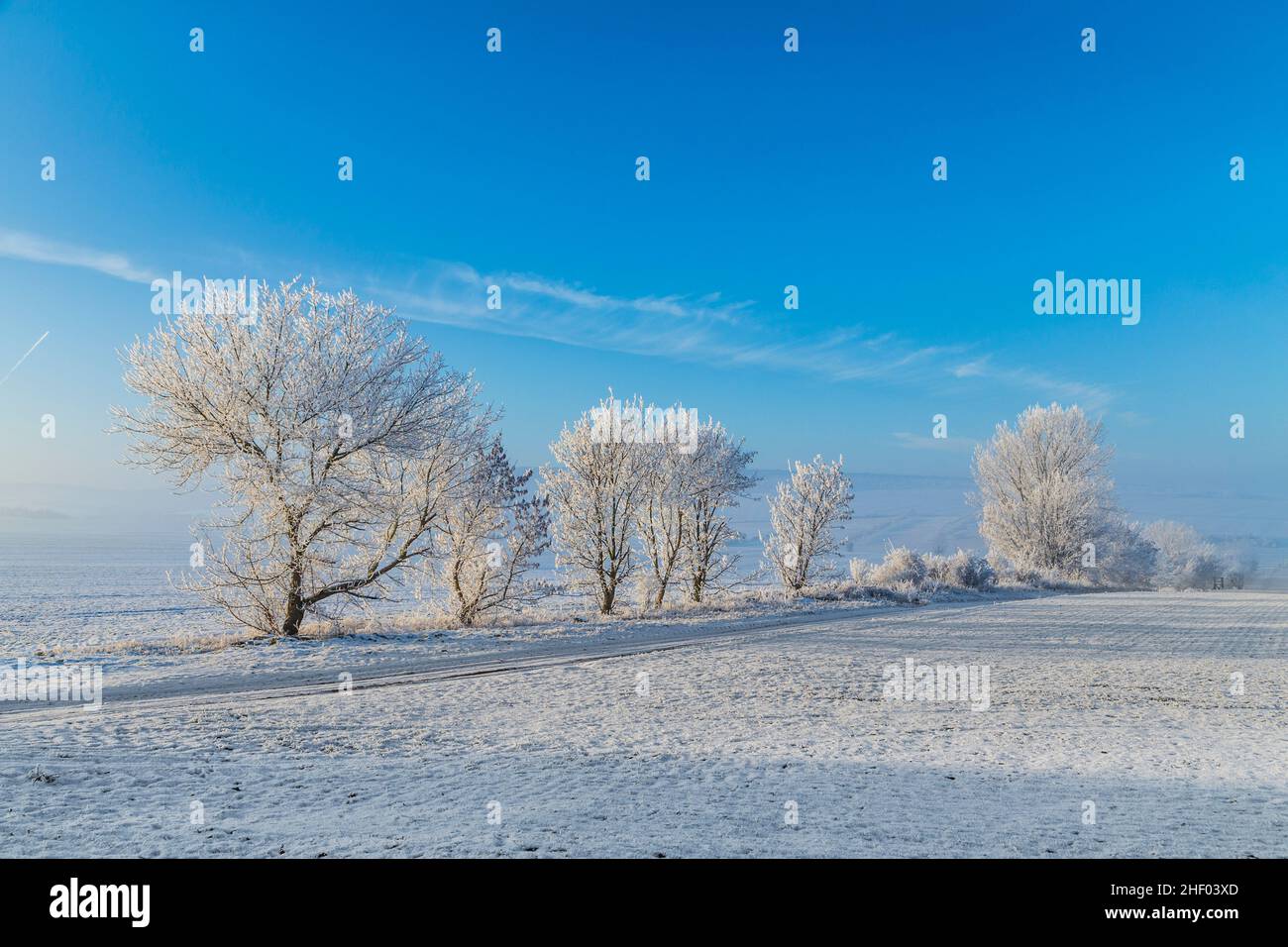 white icy trees in harmonic snow covered landscape Stock Photo - Alamy
