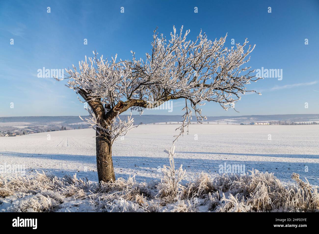 white icy trees in harmonic snow covered landscape Stock Photo - Alamy