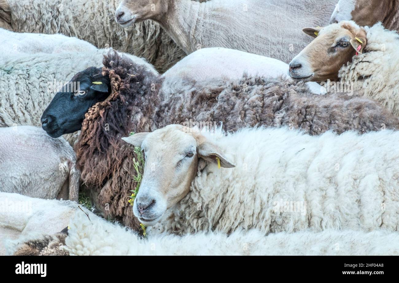 Flock sheeps grazing on hi-res stock photography and images - Alamy