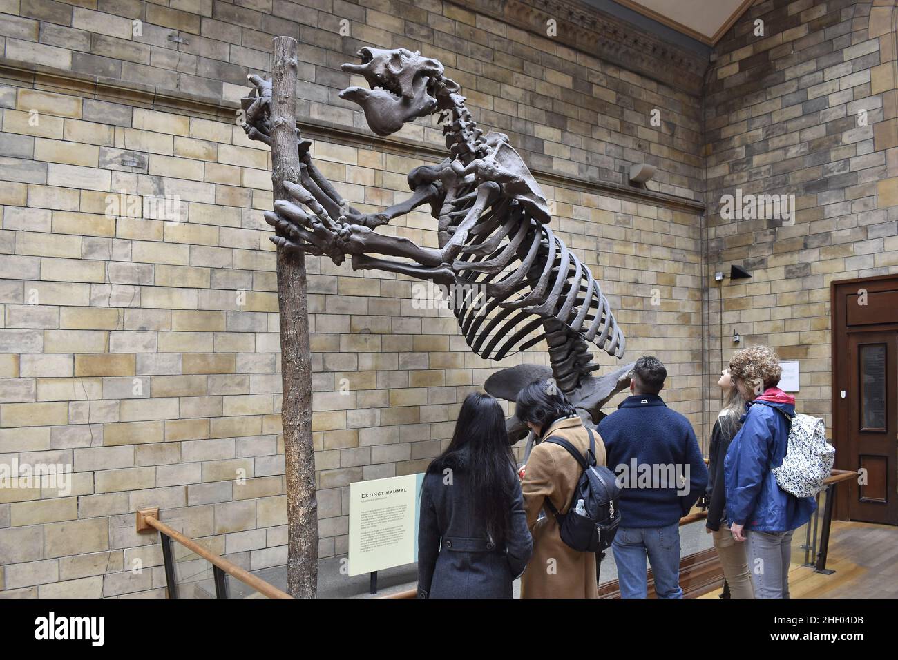 Megatherium museum hi-res stock photography and images - Alamy