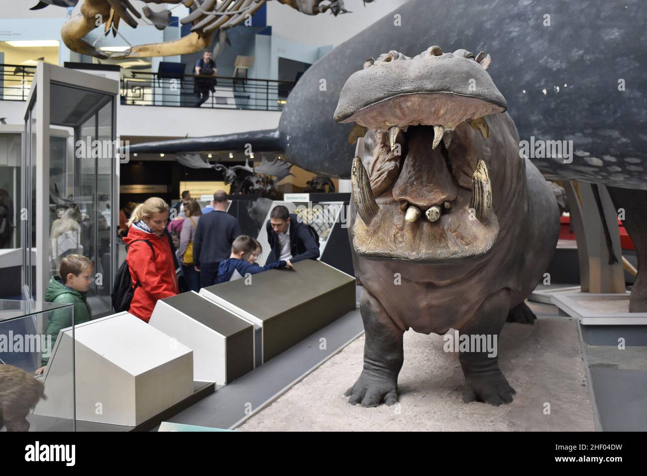 Hippopotamus model exhibit displayed at Natural History Museum in ...