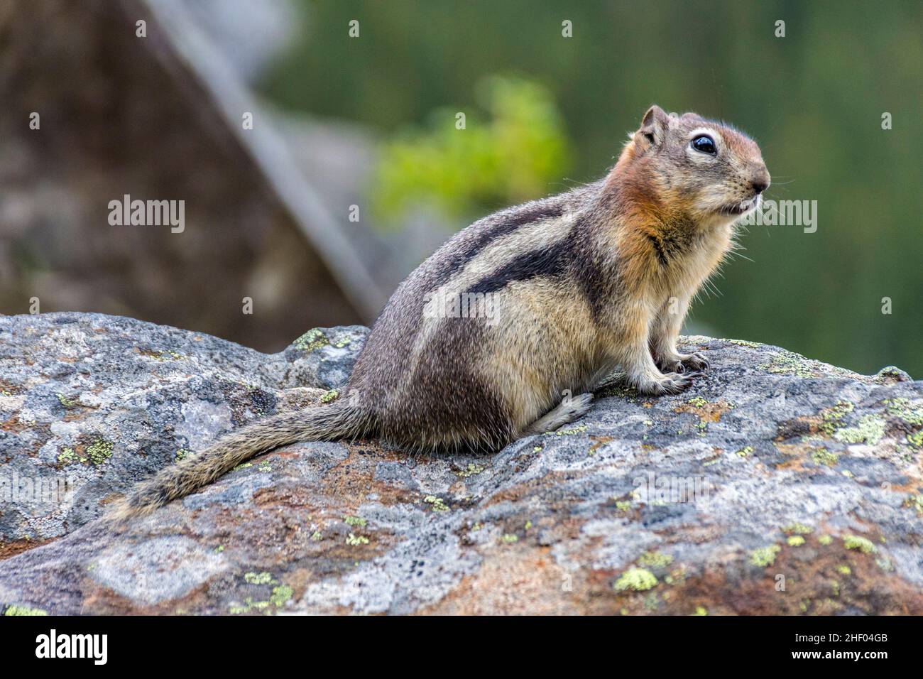marmot standing on back legs on a rock Stock Photo - Alamy