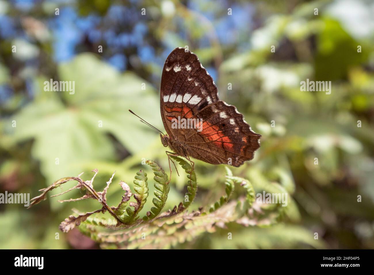 detail of colorful butterfly in the jungle of Equador Stock Photo - Alamy