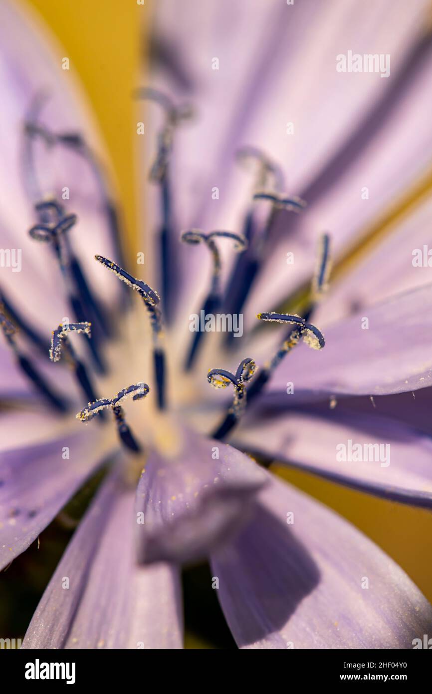 Blue cichorium flower in field hi-res stock photography and images - Alamy