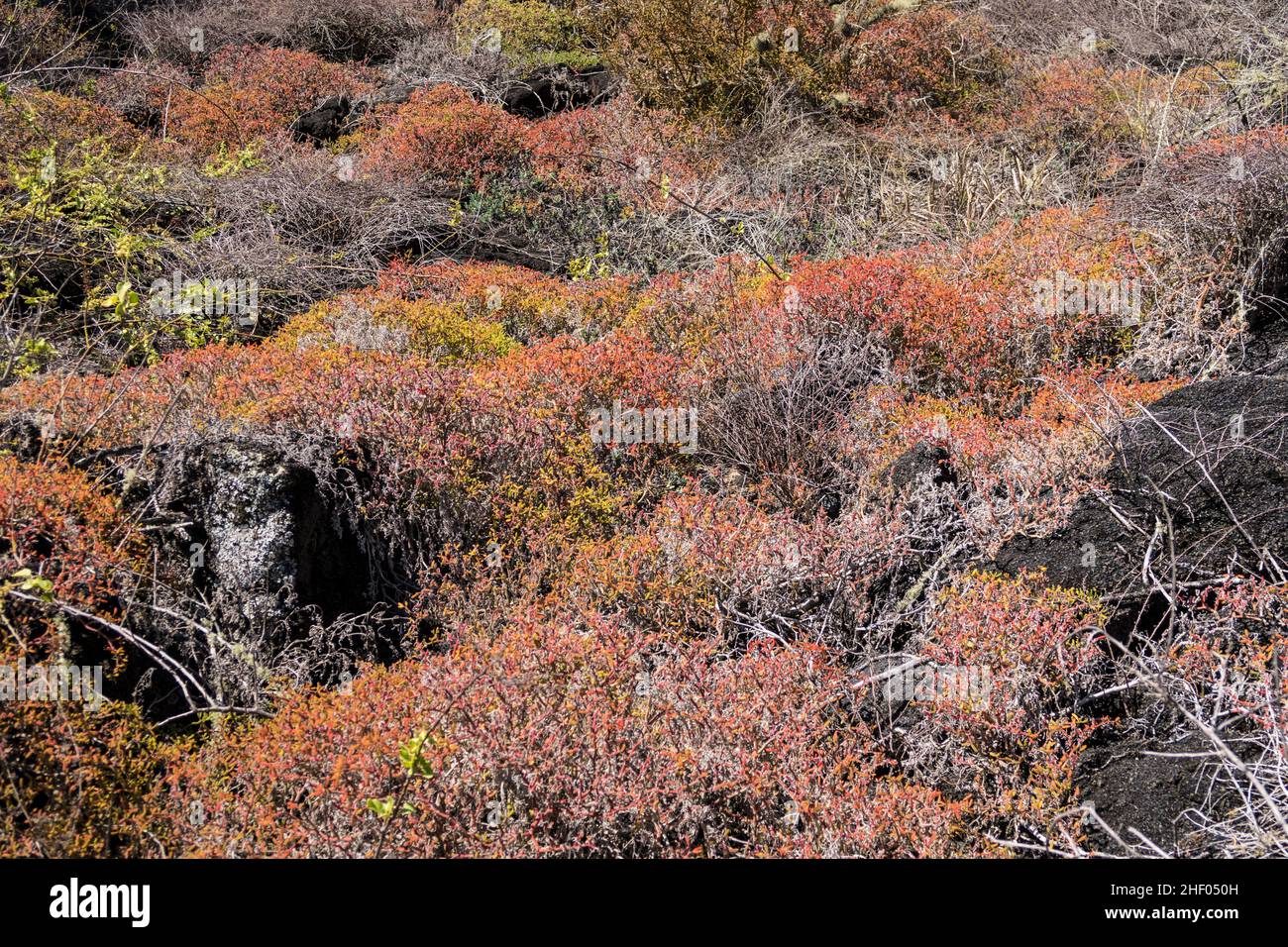 beautiful red flora at the Galapagos islands Stock Photo - Alamy