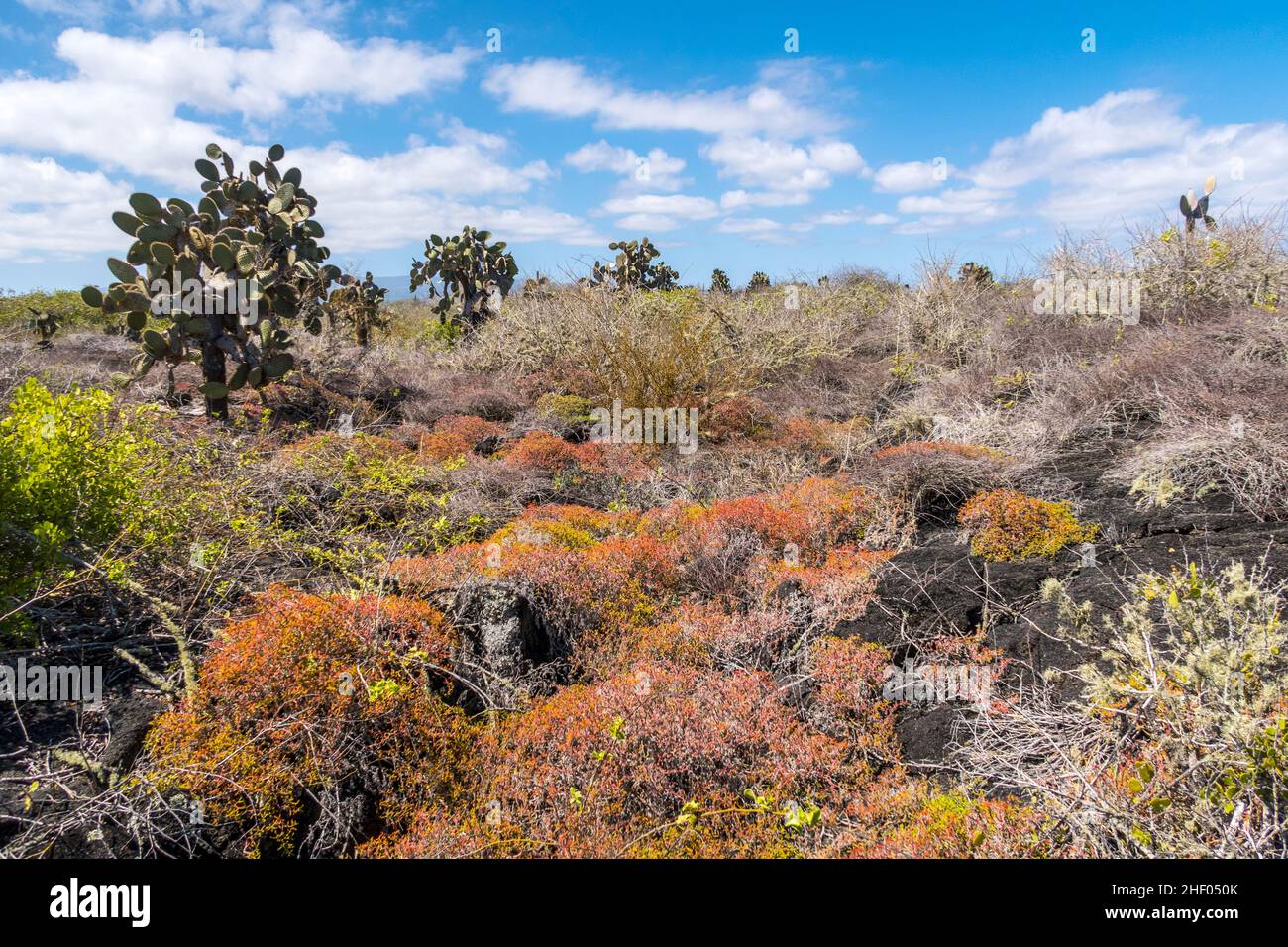 beautiful red flora at the Galapagos islands Stock Photo - Alamy