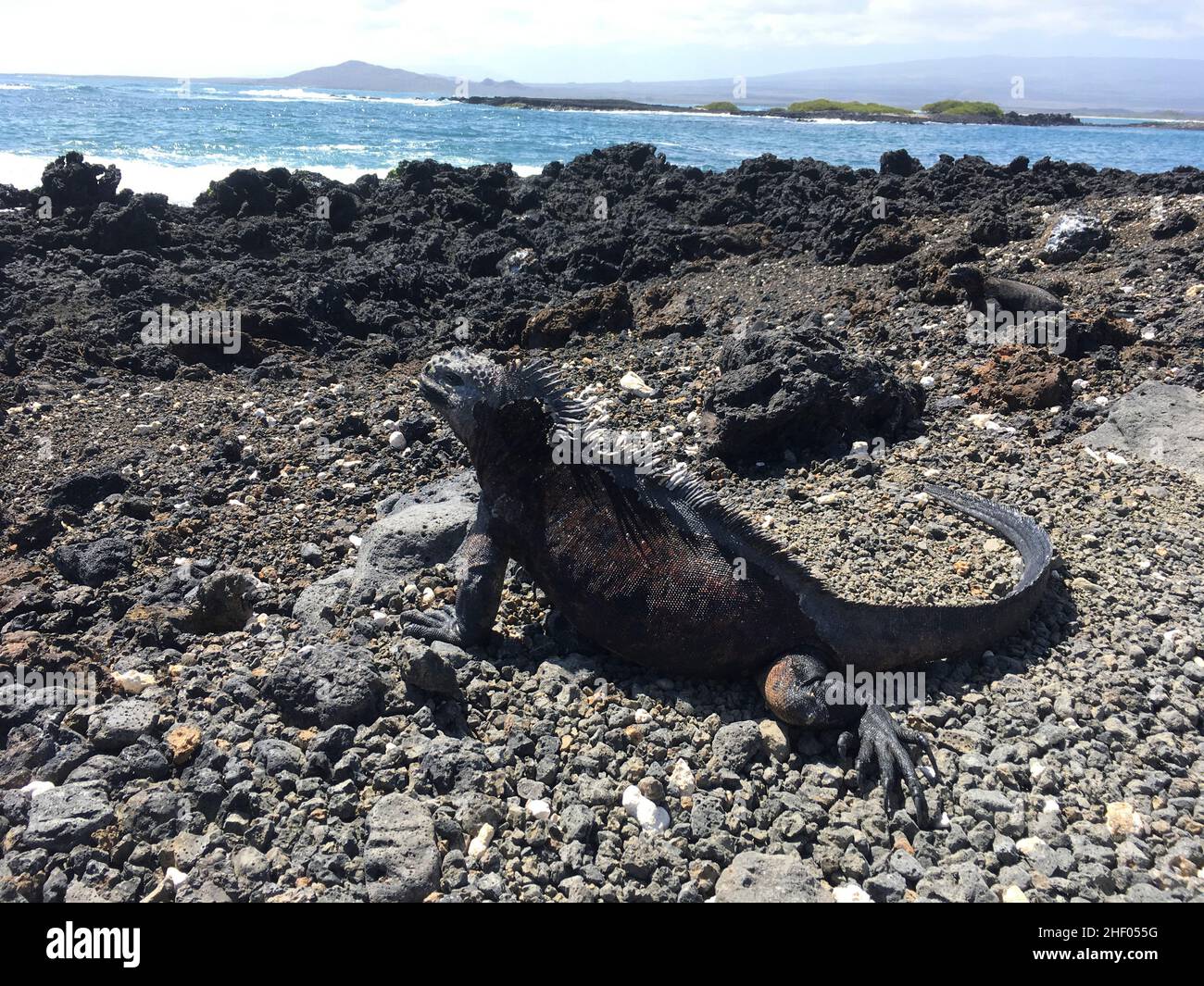 marine iguana relax at the volcanic landscape at the beach of a ...