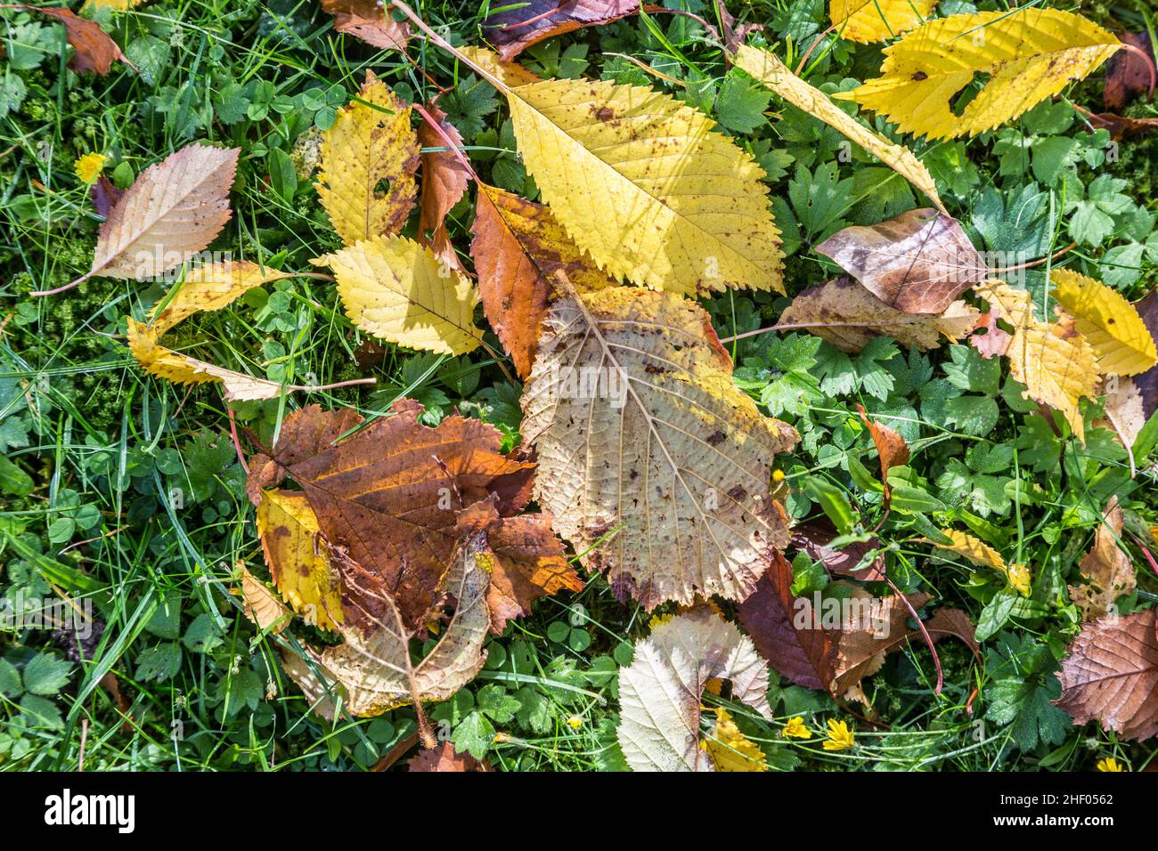 pattern of leaves in indian summer colors on grass Stock Photo - Alamy