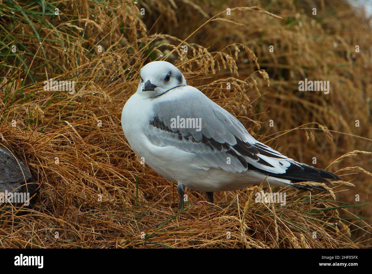 Seagull chick at Hafnarholmi on Iceland, Europe Stock Photo - Alamy