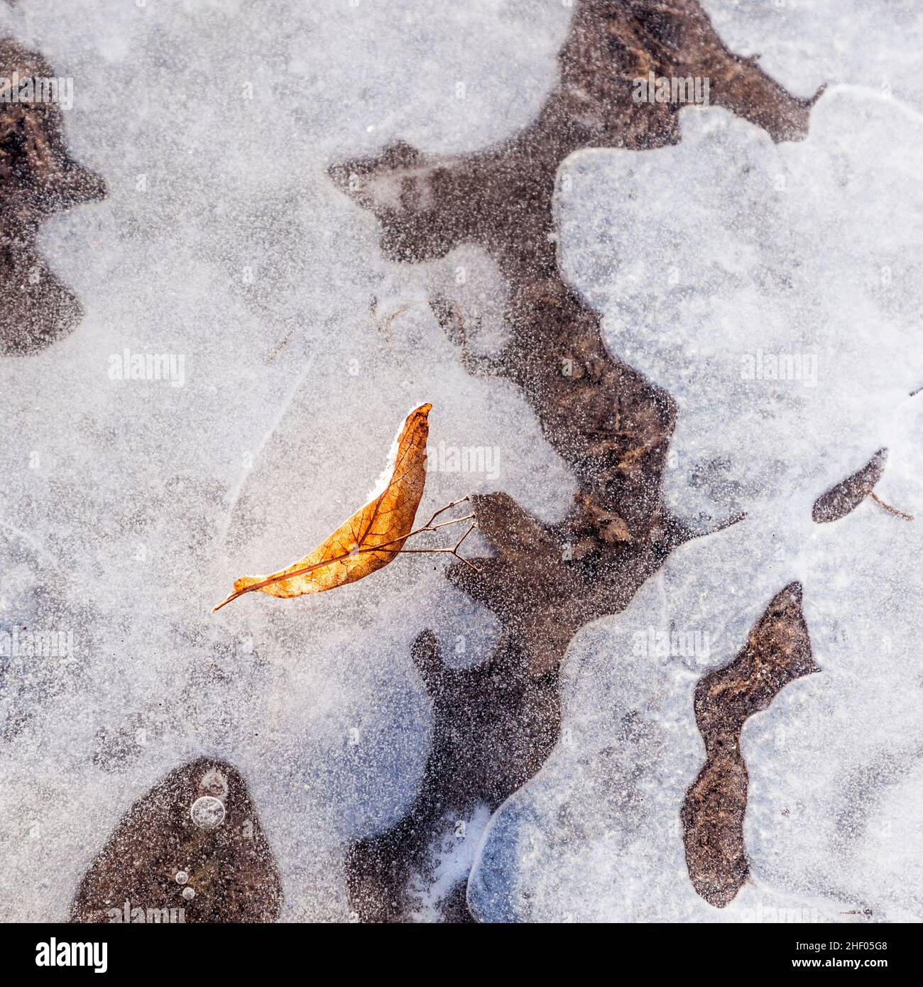 frozen autumn colored leaf in an ice puddle Stock Photo - Alamy