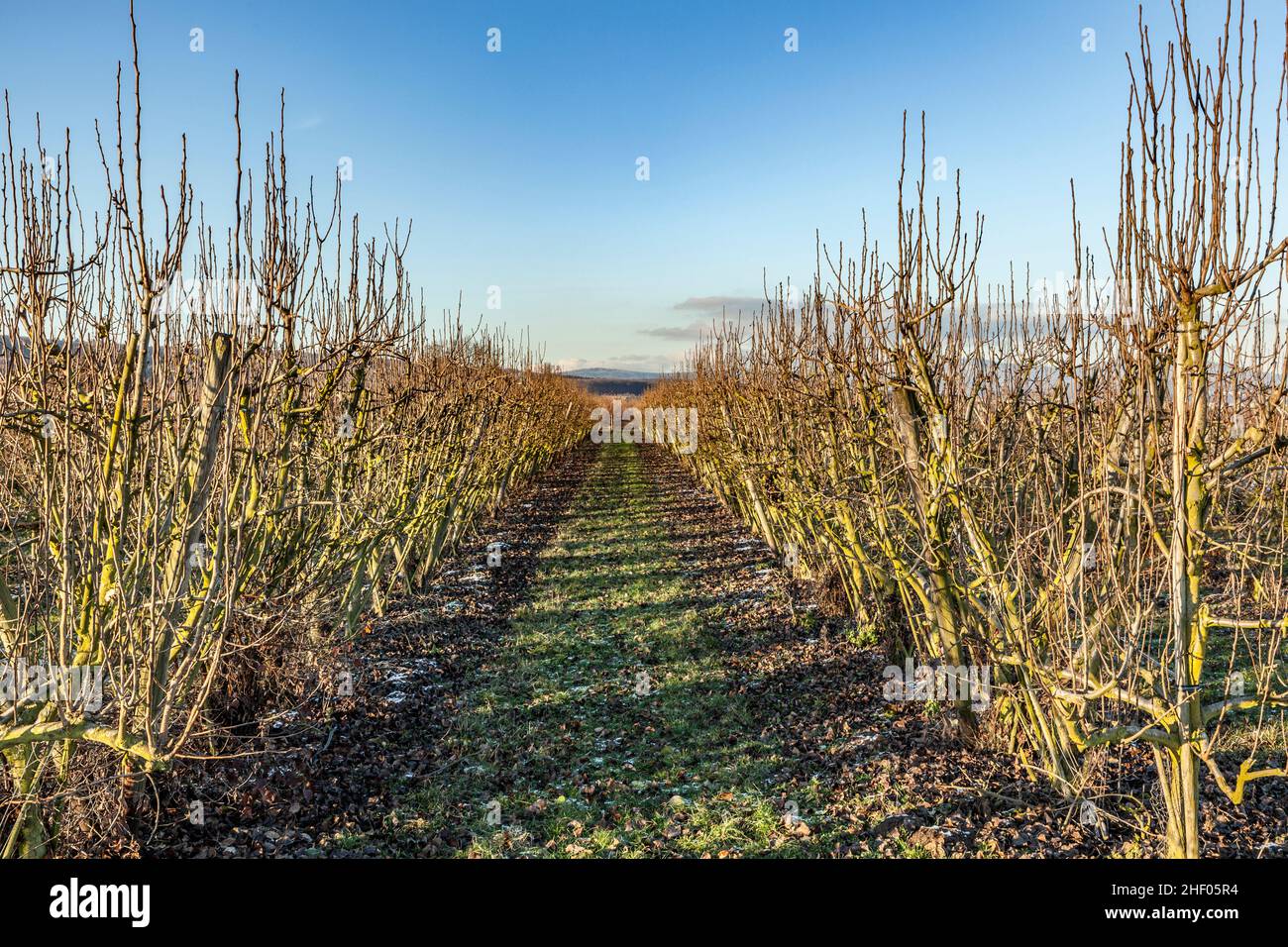 apple trees in winter at the field under blue sky Stock Photo - Alamy