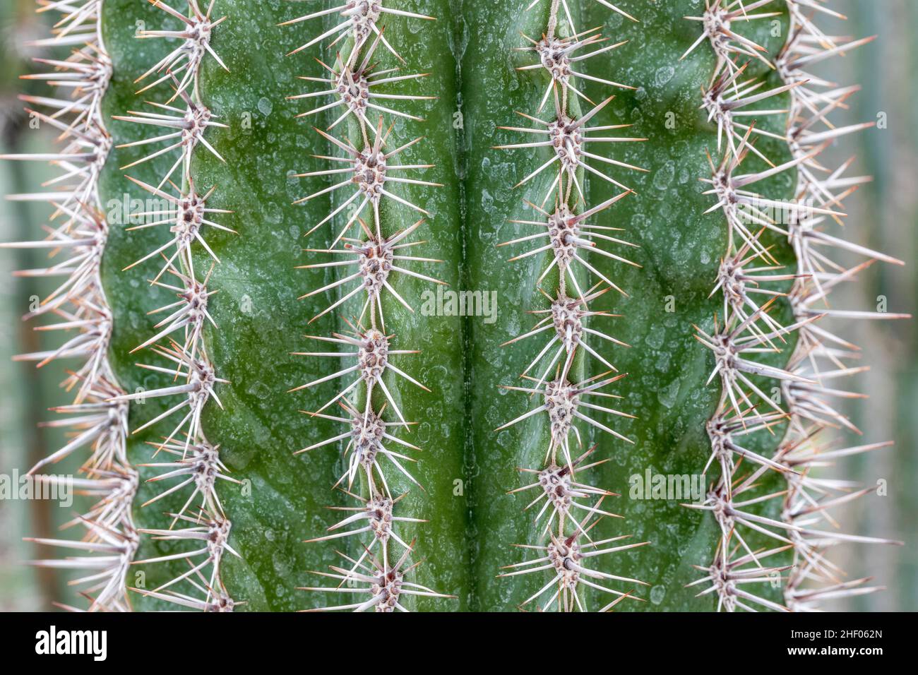 detail of cactus with thorn in detail Stock Photo - Alamy