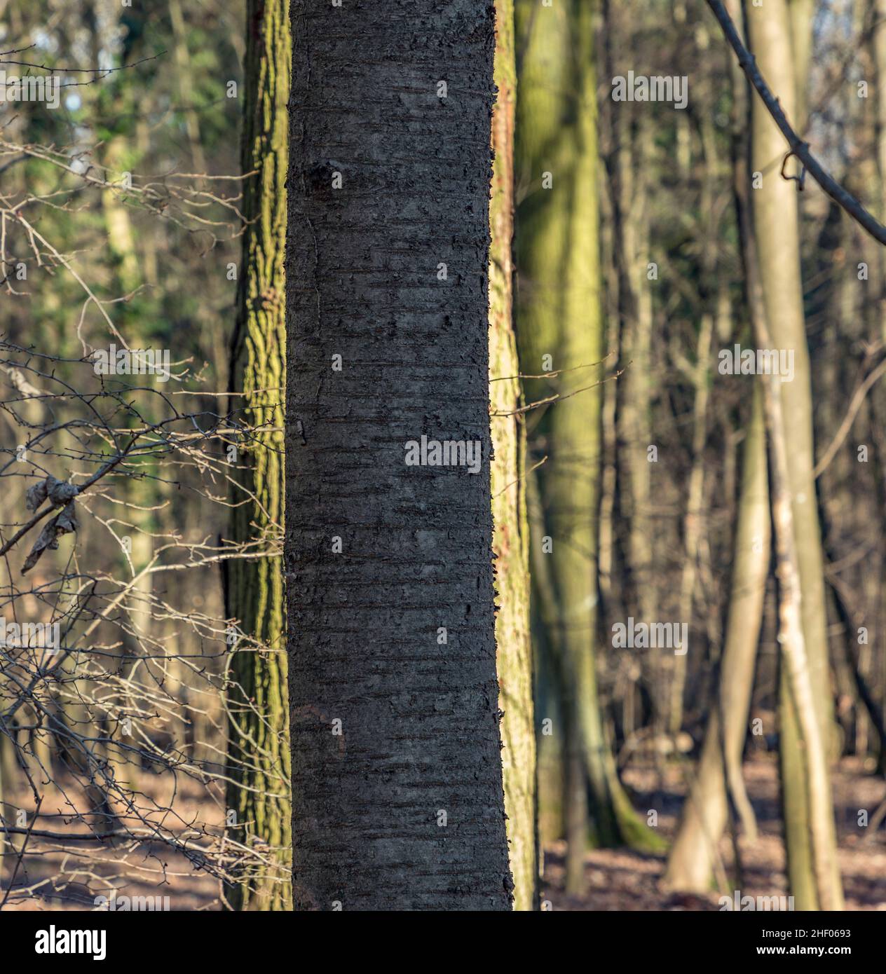 tree in the winter forest with shadow and sun Stock Photo - Alamy