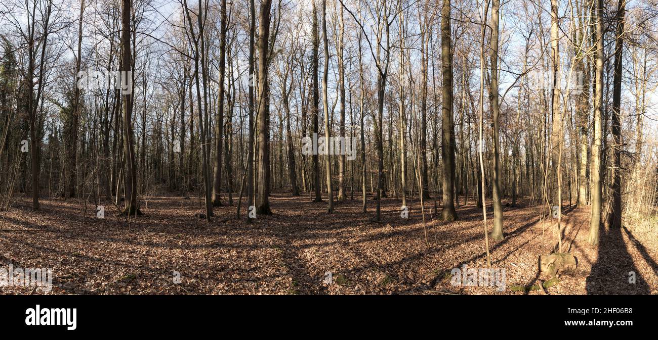 panorama of beautiful tree landscape in the forest Stock Photo - Alamy