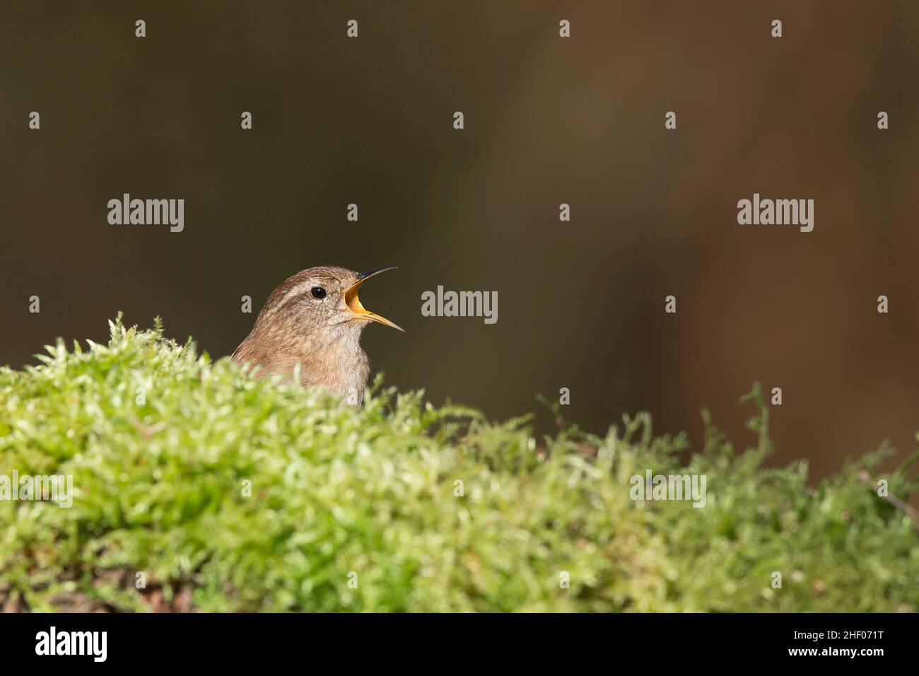 Close up of a wild UK wren bird (Troglodytes troglodytes) isolated ...