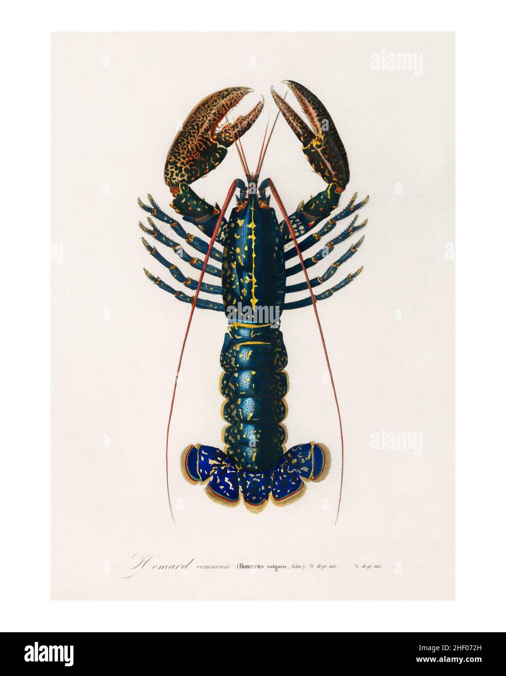 Crawfish drawing hi-res stock photography and images - Alamy