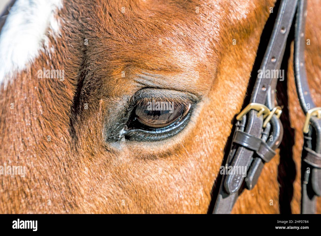 Beautiful shot brown horses hi-res stock photography and images - Alamy