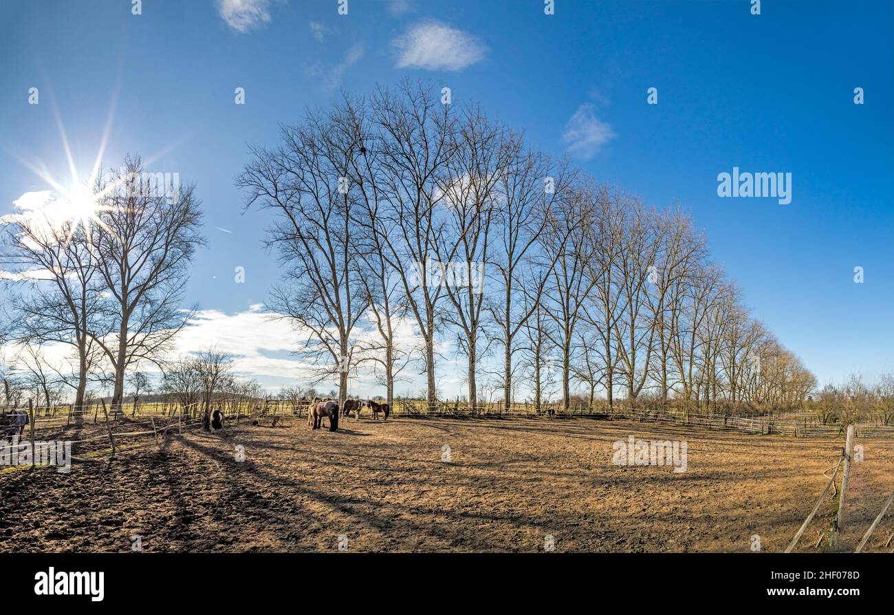 outdoor paddock with horses ans scenic trees in background Stock Photo ...