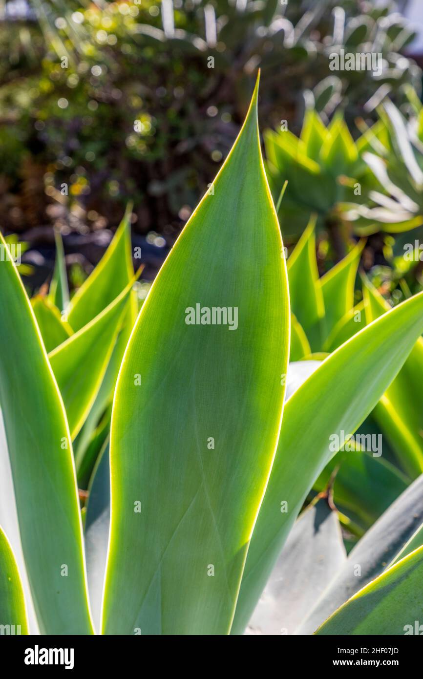 beautiful green Agave plant with sunshine at the leaves Stock Photo - Alamy