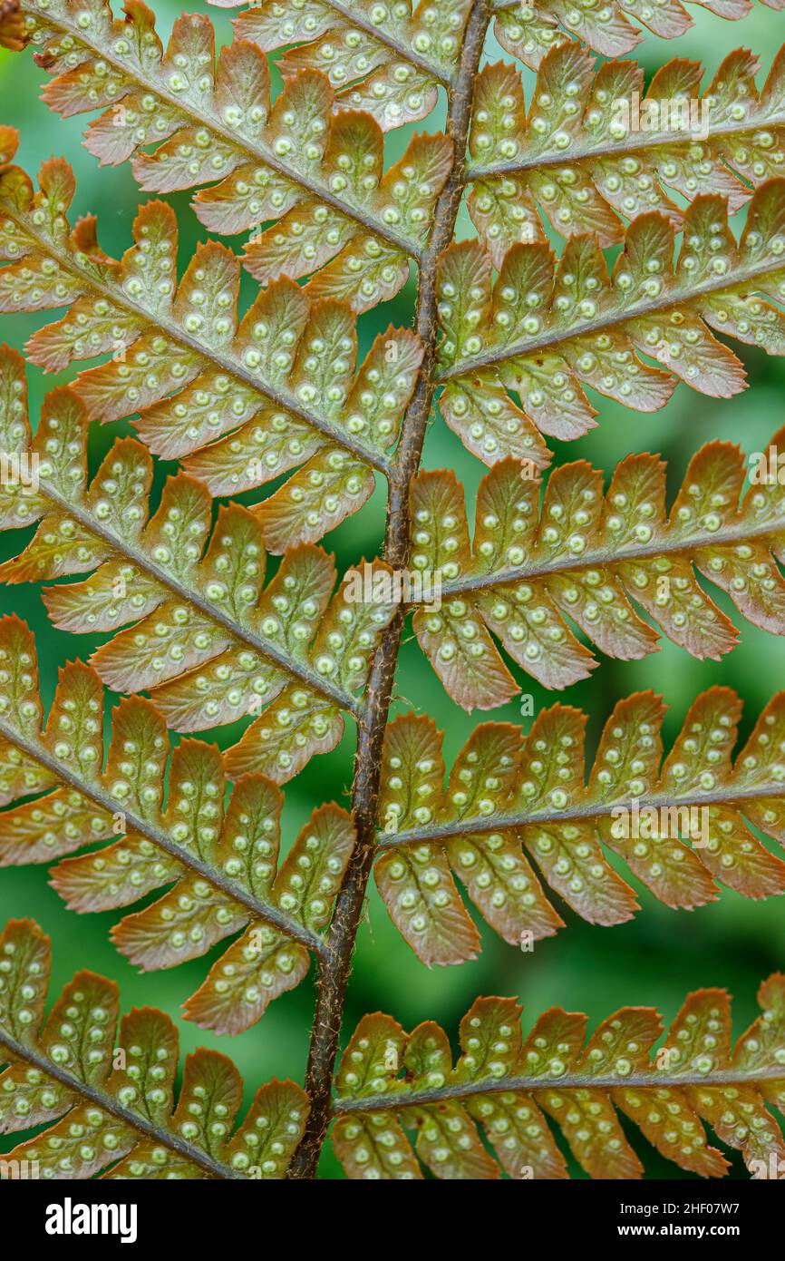 Macro of ferns Stock Photo - Alamy
