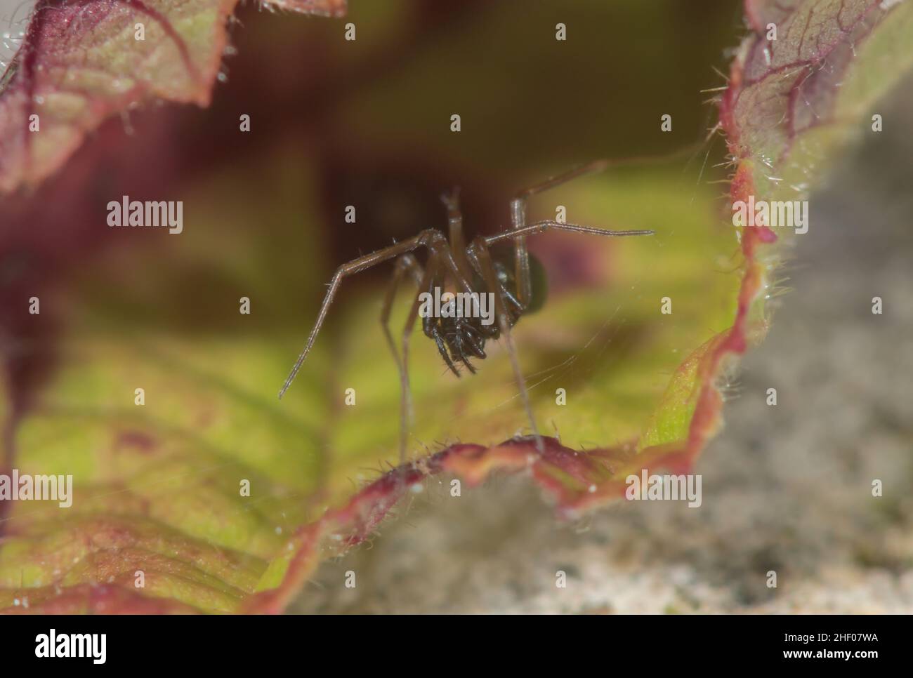 Diplostyla concolor hi-res stock photography and images - Alamy