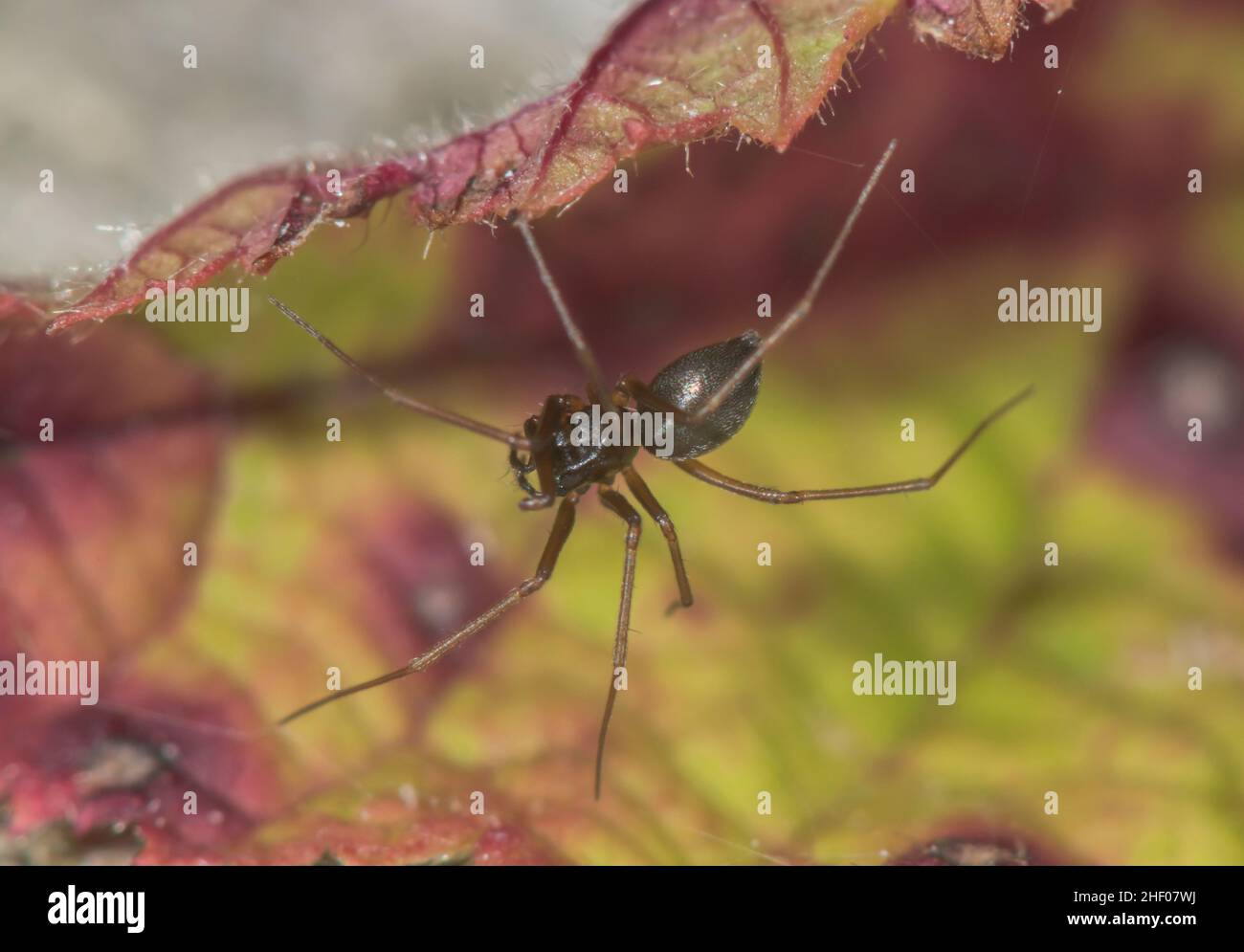 Female Money Spider (Diplostyla concolor), Linyphiidae. Sussex, UK ...