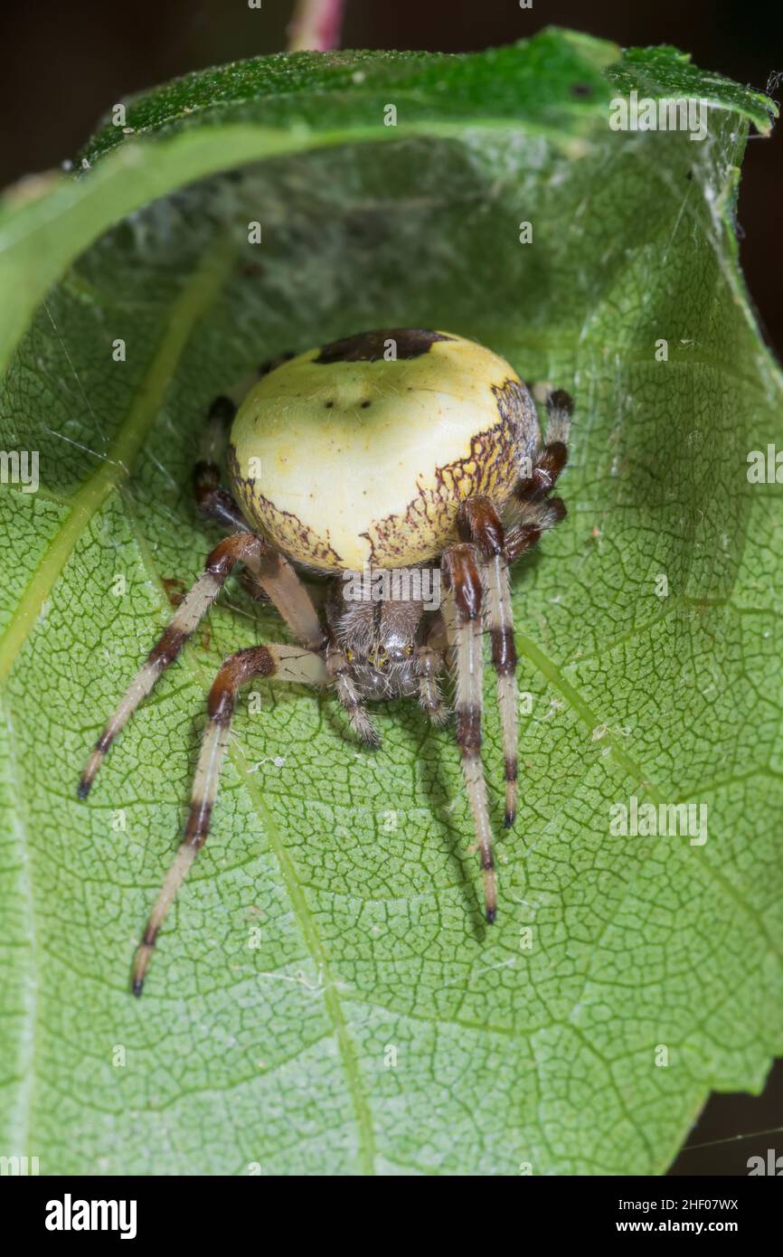 Form pyramidatus hi-res stock photography and images - Alamy