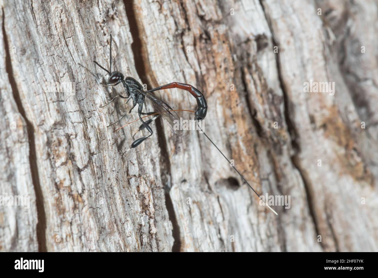 Female Parasitic Wasp (Gasteruption cf jaculator) egg laying ...