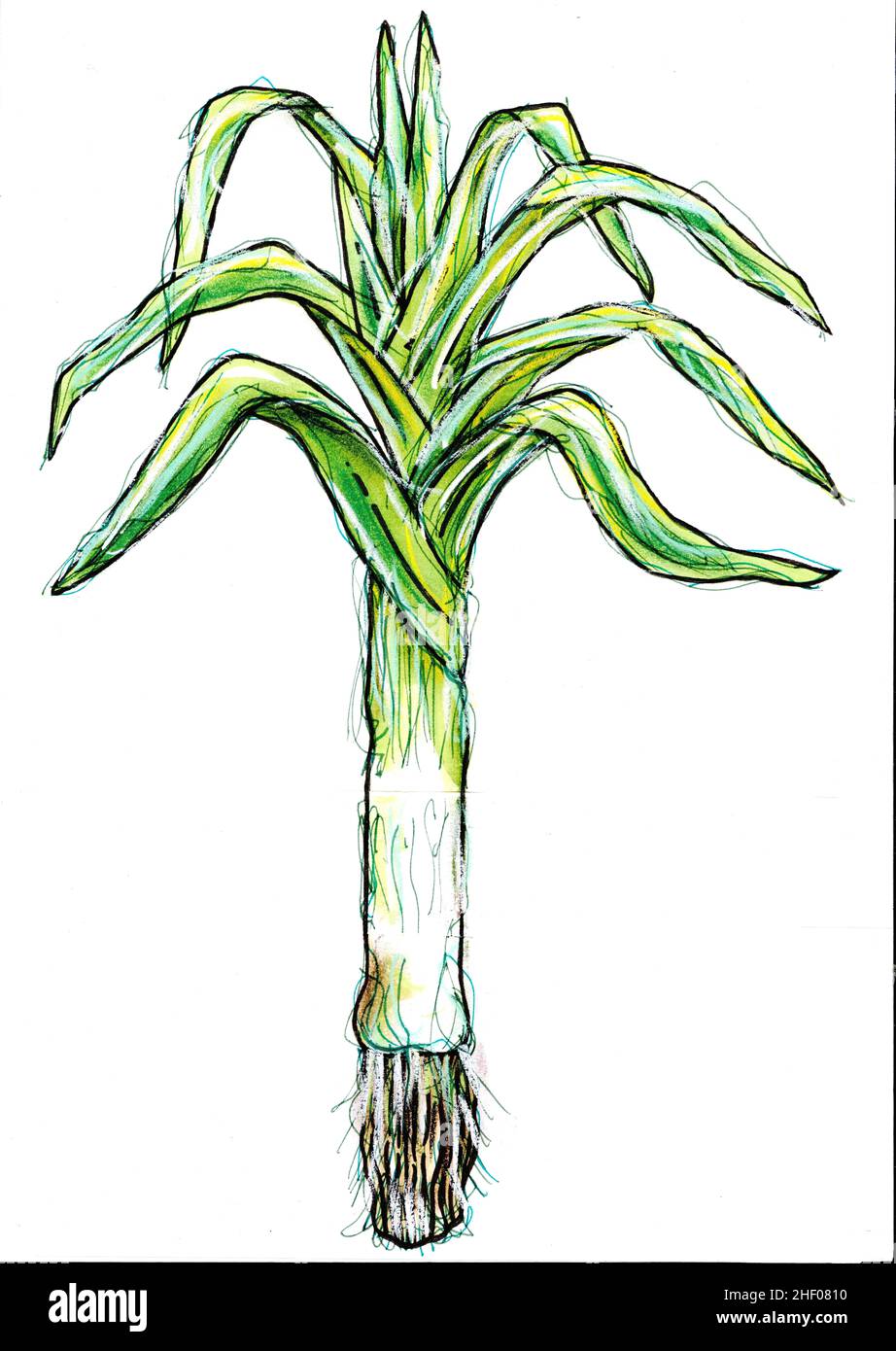 Sketch of a fully grown leek on a white background Stock Photo - Alamy