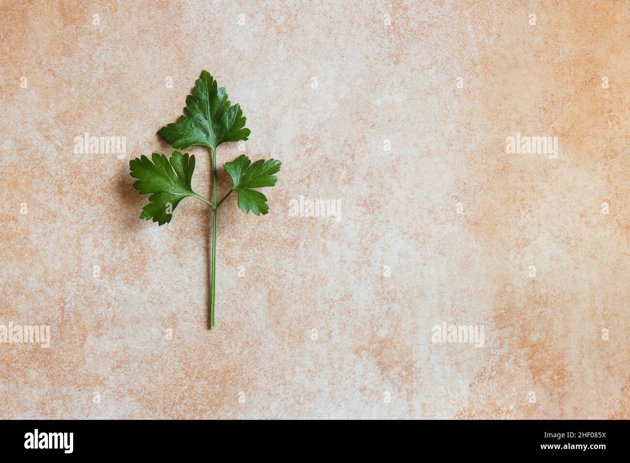 A sprig of parsley on an abstract pastel-colored textured background ...
