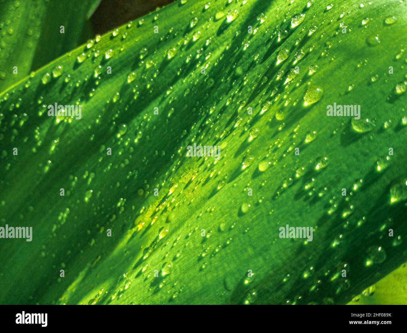 Sprinkled water hi-res stock photography and images - Alamy