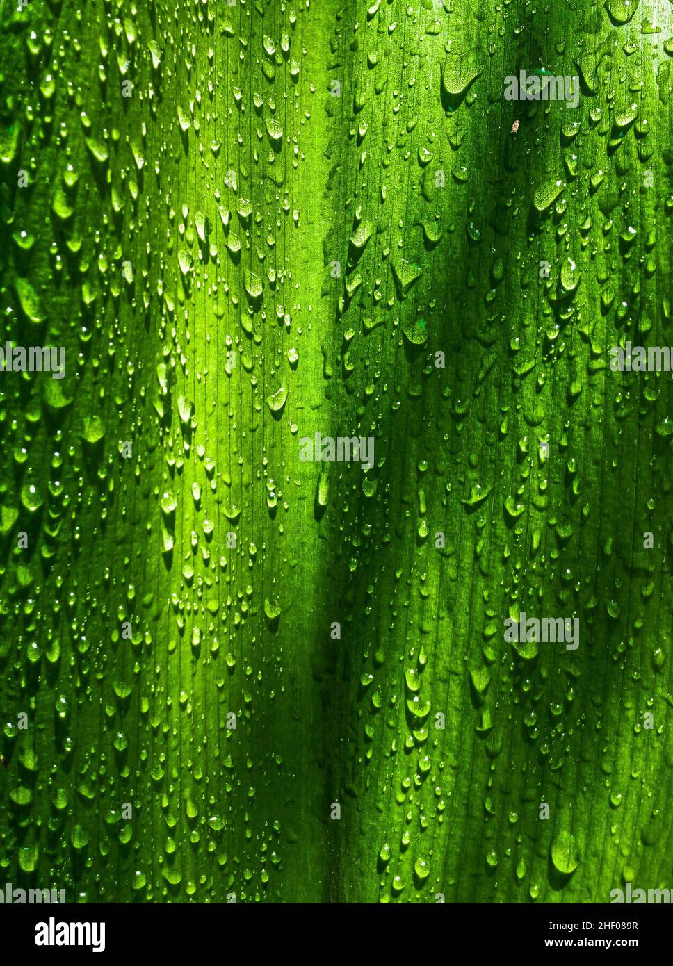 Sprinkled water hi-res stock photography and images - Alamy