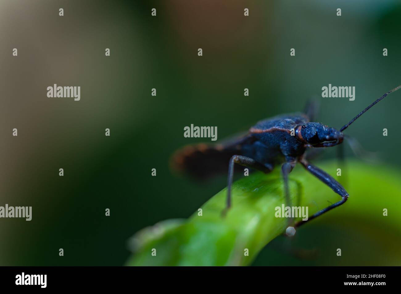 The visible part of the face of the Triatoma bug Stock Photo - Alamy