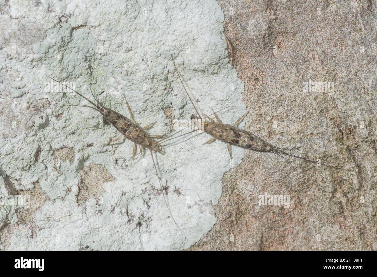 Jumping bristletail hi-res stock photography and images - Alamy
