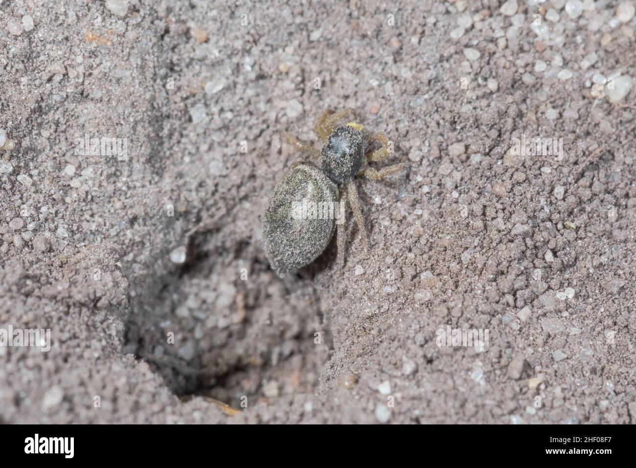 Jumping Spider (Heliophanus sp) escaping from spider wasp burrow ...