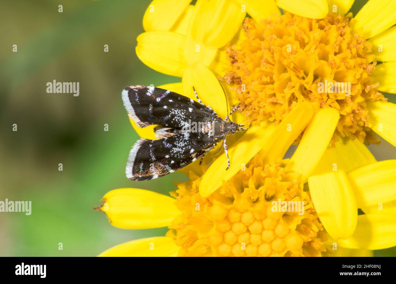 Miller's Nettle Tap or Small Twitcher Micro Moth (Prochoreutis ...