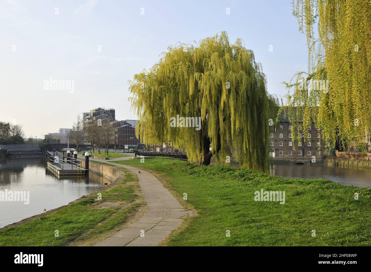 River Lea walkway with willow trees and Three Mills houses in Newham ...