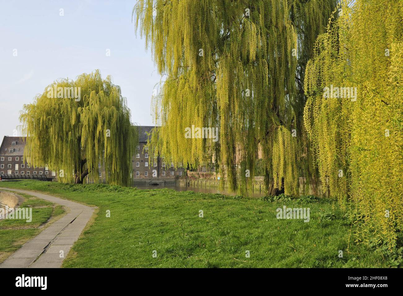 River Lea walkway with willow trees and Three Mills houses in Newham ...